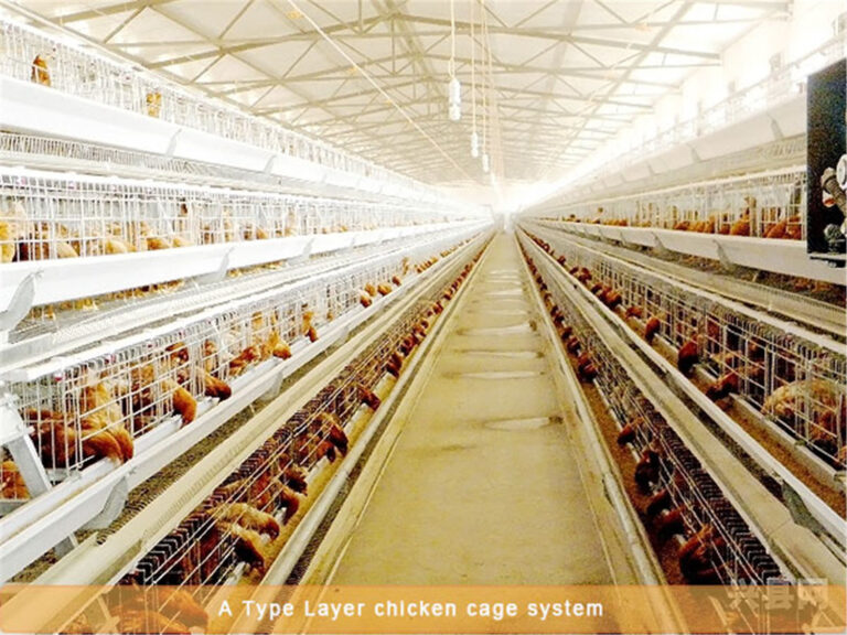 Comparison of two different types of laying hen cages - Poultry Farming ...